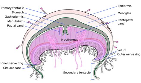 Manubrium Definition And Examples Biology Online Dictionary