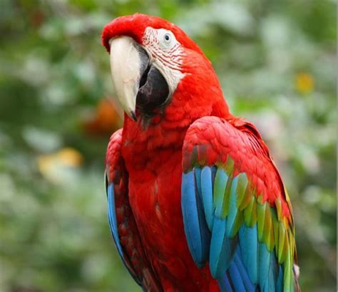 CaracterÍsticas De La Guacamaya Roja 】 Aprende Todo Sobre Ellas