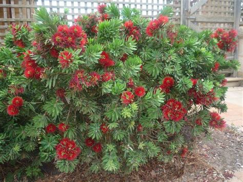 Dwarf Bottlebrush Callistemon Little John