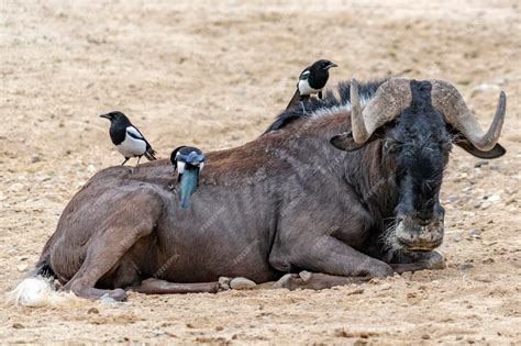 Premium Photo African Gnu With Birds Looking At You