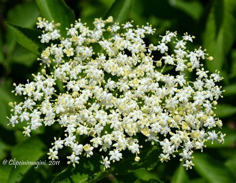 Clipe In Imagini Flori De Soc