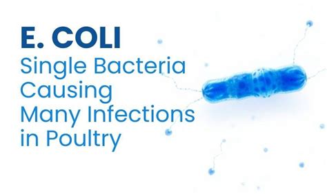 E Coli Single Bacteria Causing Many Infections In Poultry Sr