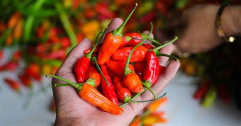 Datil Pepper Growing And Care Guide The Garden Magazine