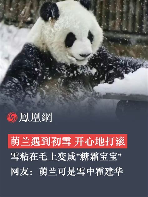 糖霜宝宝”来啦！大熊猫萌兰初雪中打滚 萌值”爆表，网友：萌兰可是 雪中霍建华”萌兰 大熊猫 初雪凤凰网视频凤凰网