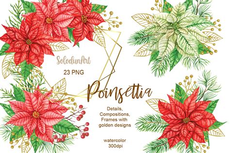 Watercolor Poinsettia Clipart Graphic By Solodunart · Creative Fabrica