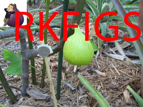 Ficazzana Fig Tree 2 Years Old Rkfigs