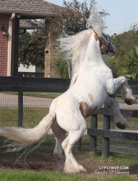 Gypsy Vanner Horses For Sale Stallion Palomino And White Dragon Fire