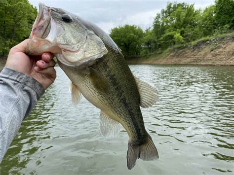 Largemouth Bass Fish