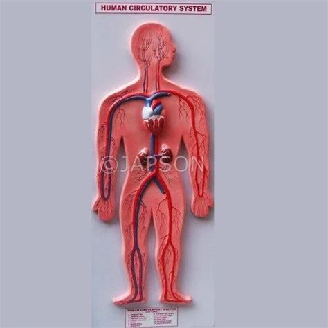 Pvc Human Circulatory System Model At ₹ 750piece In Ambala Id