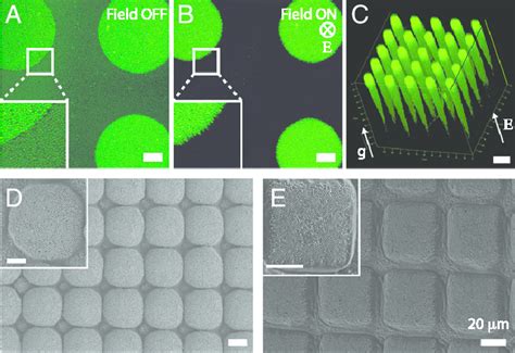 Directed Self Assembly Of Fluorescently Labeled Spherical Colloids Download Scientific Diagram