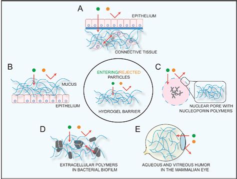 Figure 1 From Biological Hydrogels As Selective Diffusion Barriers