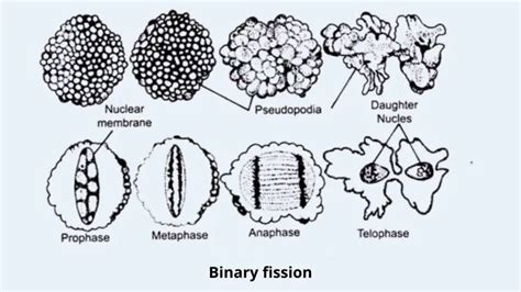 Amoeba Cell Labeled Structure Characteristics Movement Nutrition
