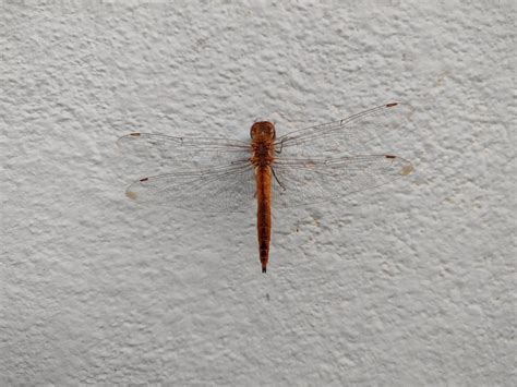 Libelula 🍊 Pantala Flavescens Rpozaricanatural