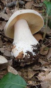 Entoloma Lividum Entoloma Sinuatum Mrloto