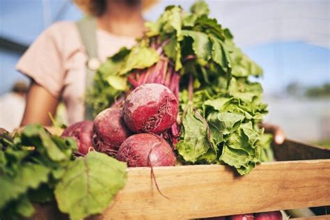 Natural Beetroot Farming Images Free Download On Freepik