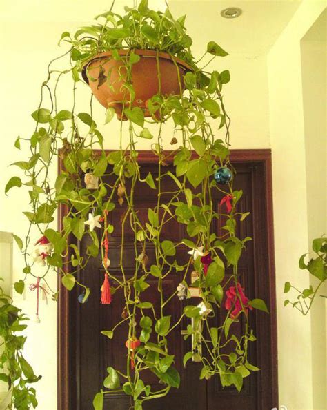 這幾個養綠蘿的高手，簡直把綠蘿養成了家居藝術品！ 每日頭條