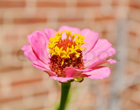 Pink Chamomile Stock Image Colourbox