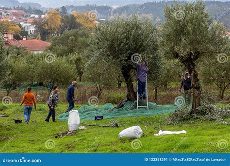 Fresh Olives Harvesting From Agriculturists In A Field Of Olive Trees