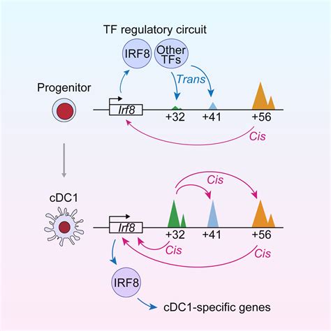 Physical And Functional Interaction Among Irf8 Enhancers During