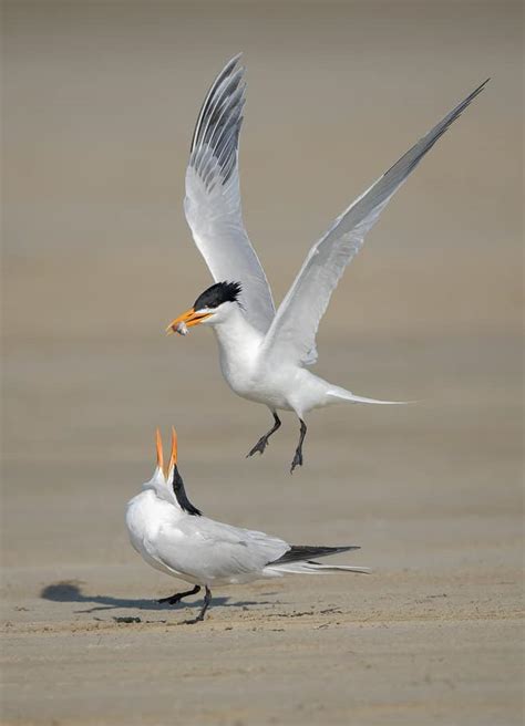 Royal Terns Focusing On Wildlife