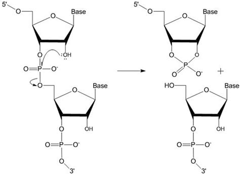Oligonucleotide Structure