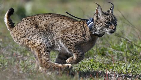 Lince Ibérico Lynx Pardinus Sos Atualmente Já Existem 154 Linces