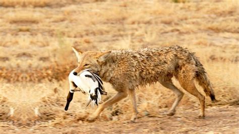 Coyotes Facts Characteristics Behavior Diet More