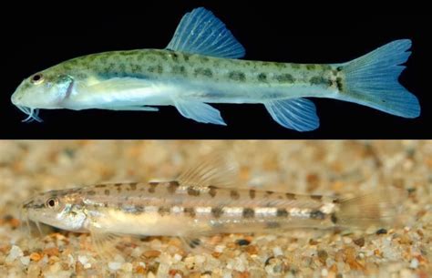 Species New To Science [ichthyology • 2013] ปลาค้อเจ้าฟ้าจุฬาภรณ์ Physoschistura Chulabhornae