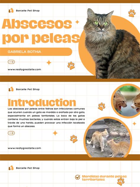 Abscesos Felinos Pdf Infección Especialidades Medicas