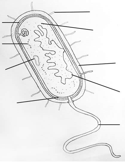 Diagram Of Prokaryotic Cell Structure Quizlet