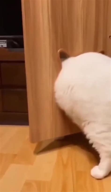 Herekittykittykitty Gv17tsvclbn91