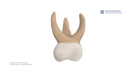 Primary Dentition A 3d Model Collection By University Of Dundee