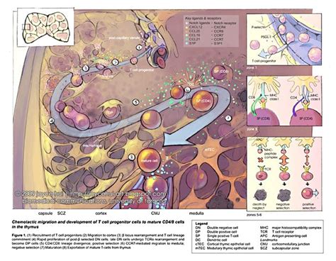 A R T P O O P A G E T Cell Migration