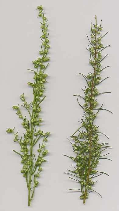 Gewürzseiten Eberraute Artemisia Abrotanum