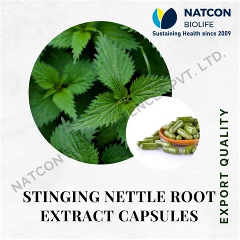Stinging Nettle Root Extract Capsules At ₹ 201 Bottle In Greater Noida