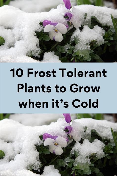 10 Frost Tolerant Plants To Grow When Its Cold Plants That Like