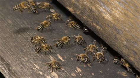 Do Bees Have Lungs How Do Bees Breathe