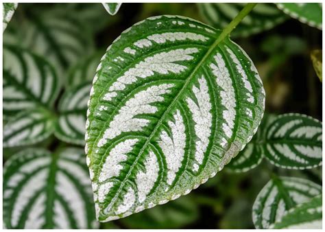 Patterned Leaves In Colour Nature Photo Contest Photocrowd Photo