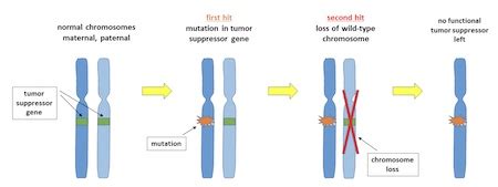 Induced Mutation Types