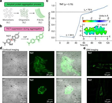 A The Illustration Of The Protein Aggregation Process B The