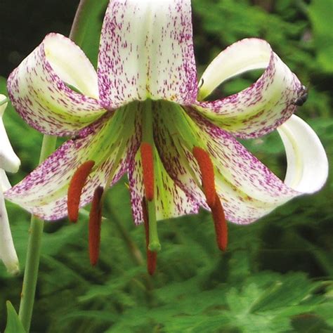 Pdf Lilium Polyphyllum A Rare Endangered Himalayan Lily