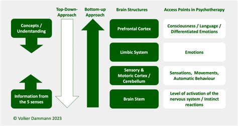 Why Body Oriented Psychotherapy Works Bottom Up Trauma Integration