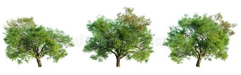 Set Of Valley Oak Tree Isolated On White Background 3d Render Stock