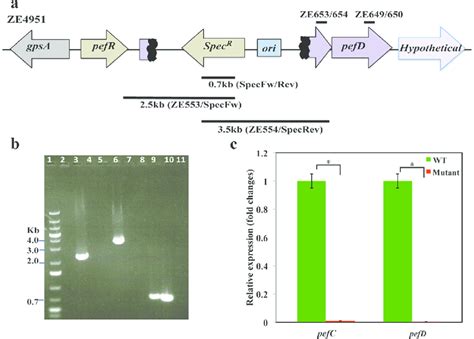 The Construction Of A Polar Mutation In Pefc A Schematic Download Scientific Diagram