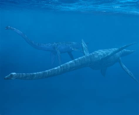 Elasmosaurus Pictures And Facts The Dinosaur Database