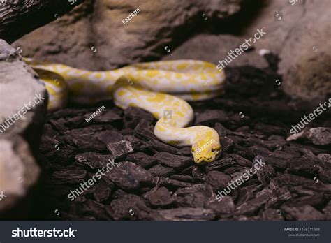 Albino Burmese Python One Five Largest ภาพสต็อก 1158711598 Shutterstock