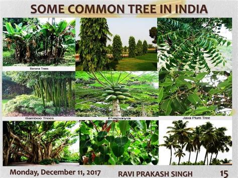 Forest Class 7 Pdf Science