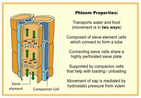 Phloem Structure Function And Sieve Elements Classnotes Ng
