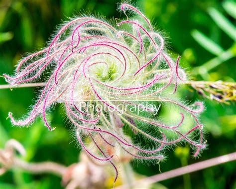 Prairie Smokeold Mans Whiskersthree Flowered Avens Wild Flower