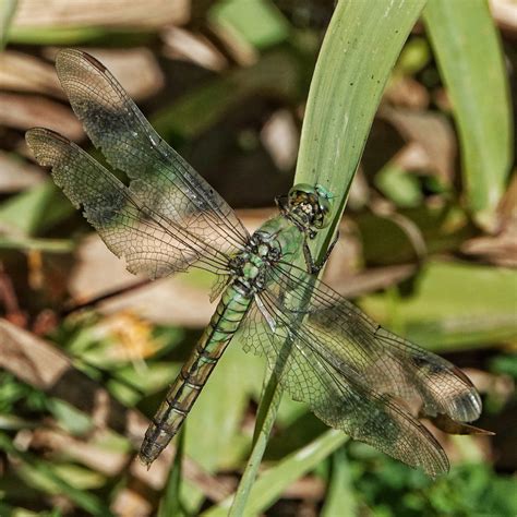 Erythemis Collocata Western Pondhawks 10000 Things Of The Pacific